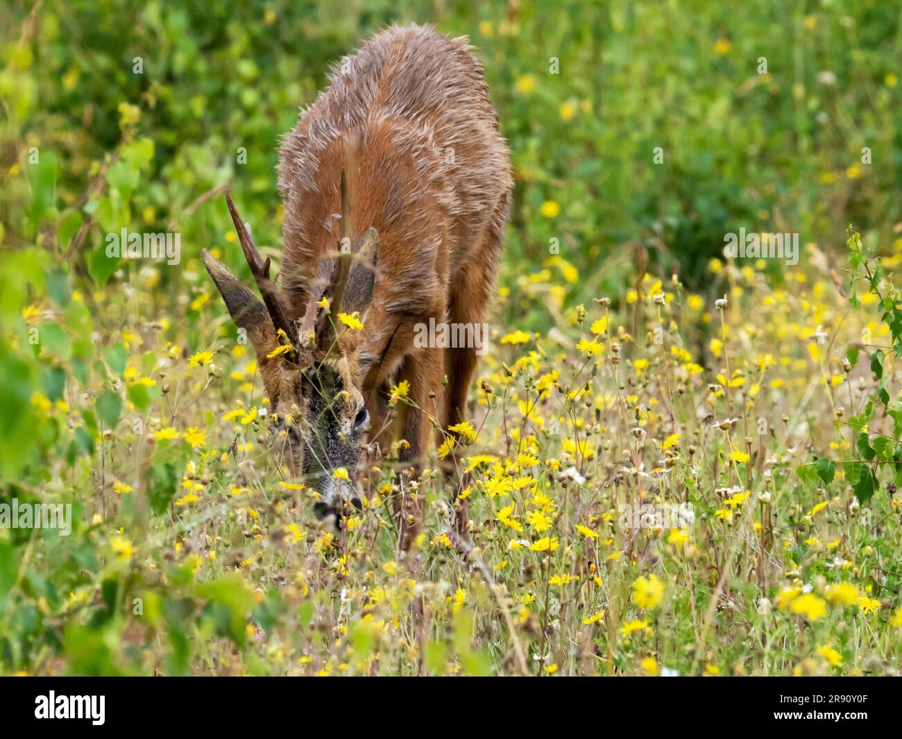 A stag Roe Deer, Capreolus capreolus, at Fairburn Ings nature reserve ...