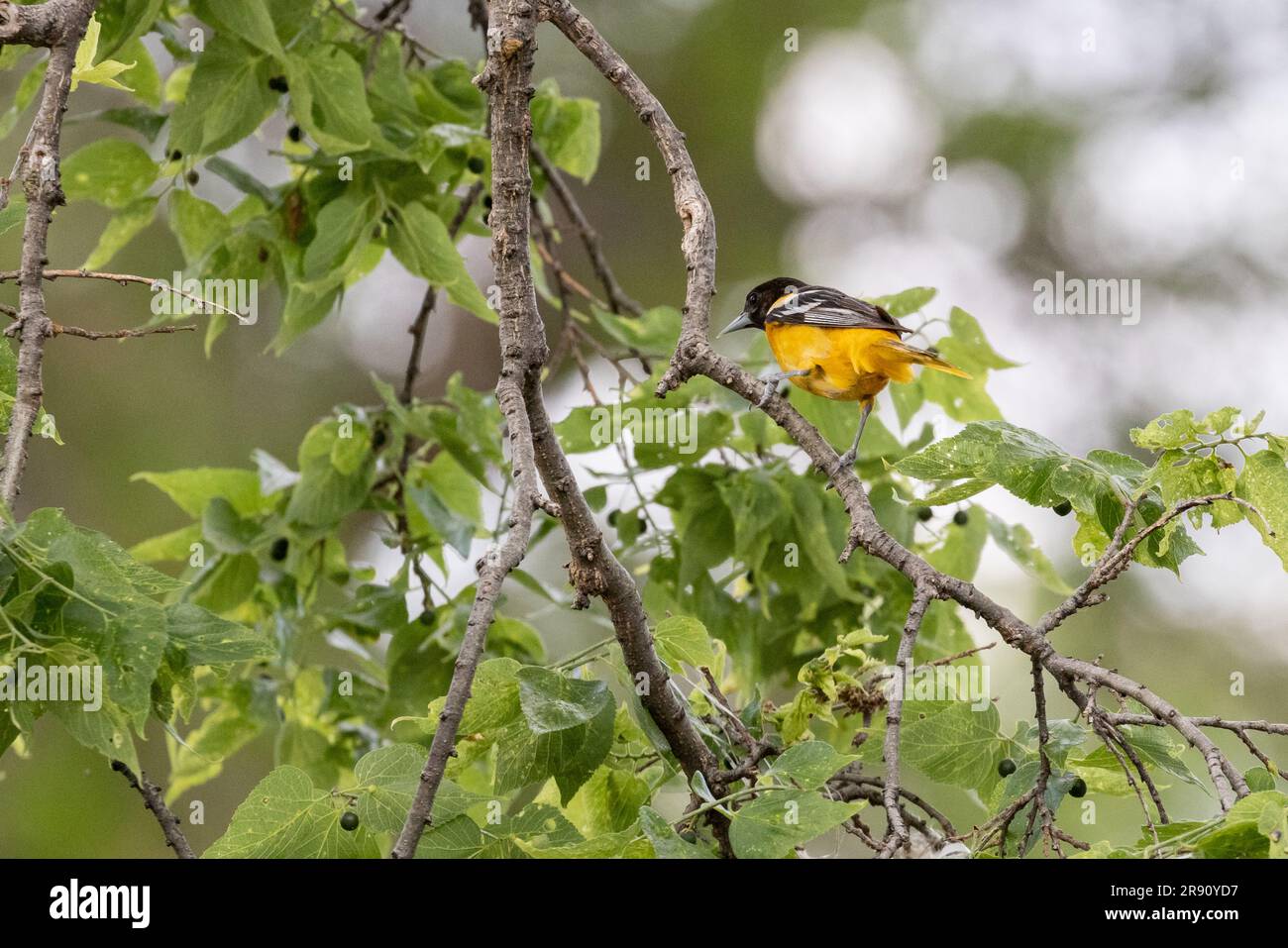 Baltimore oriole migrating hi-res stock photography and images - Alamy