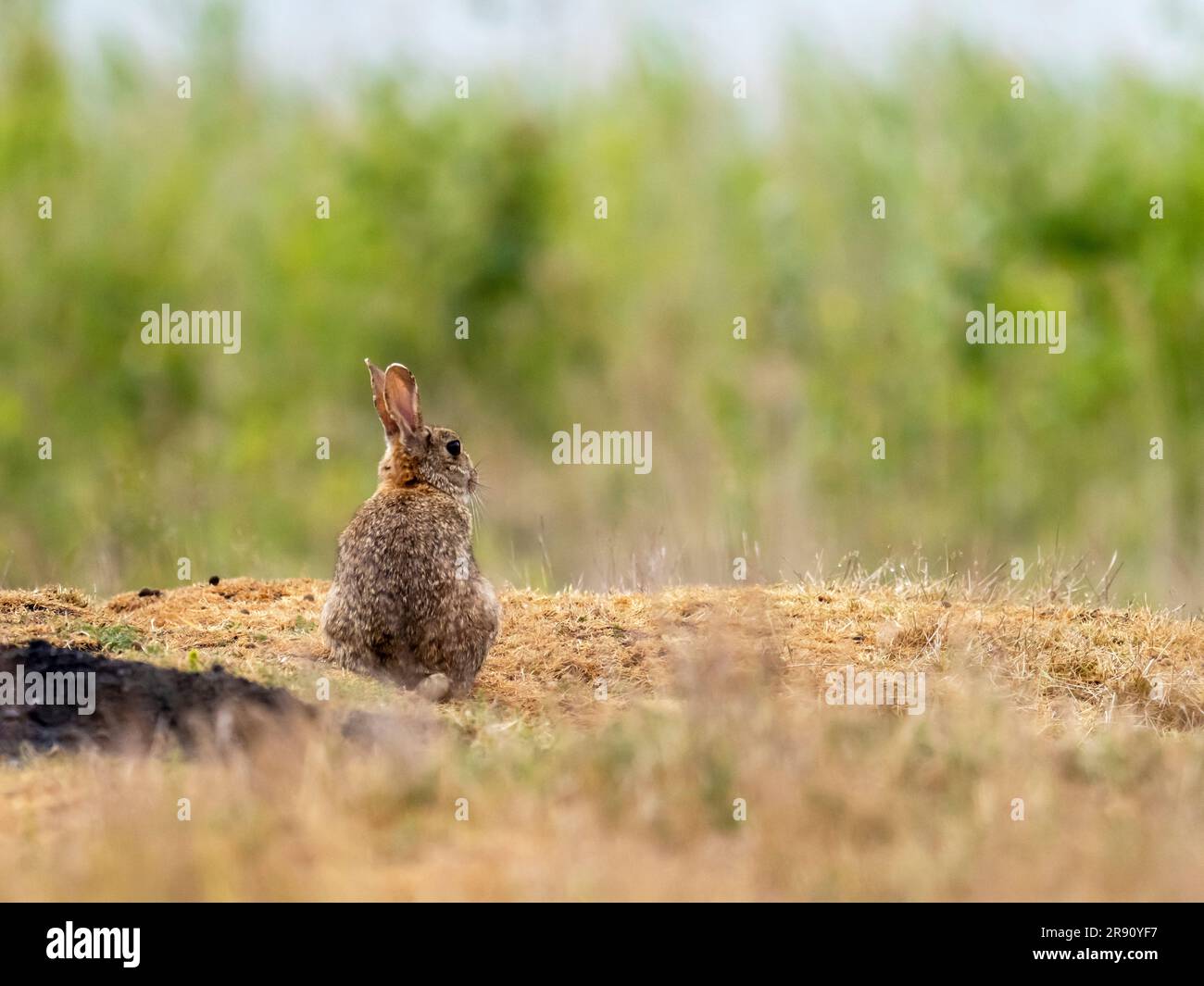 A Rabbit, Oryctolagus cuniculus at Fairburn Ings nature reserve near ...