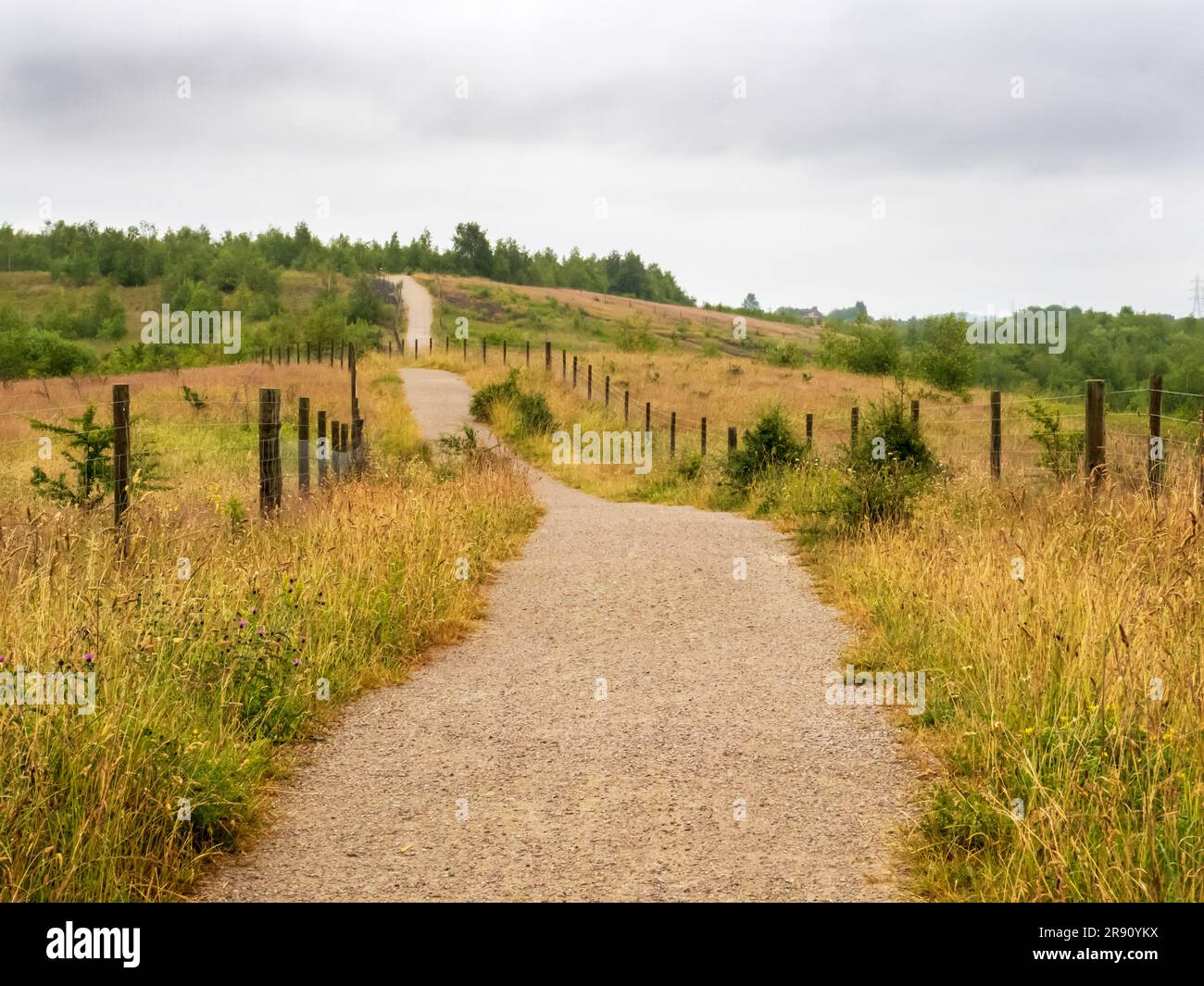 Wild flowers growing at Fairburn Ings nature reserve near Swillington ...