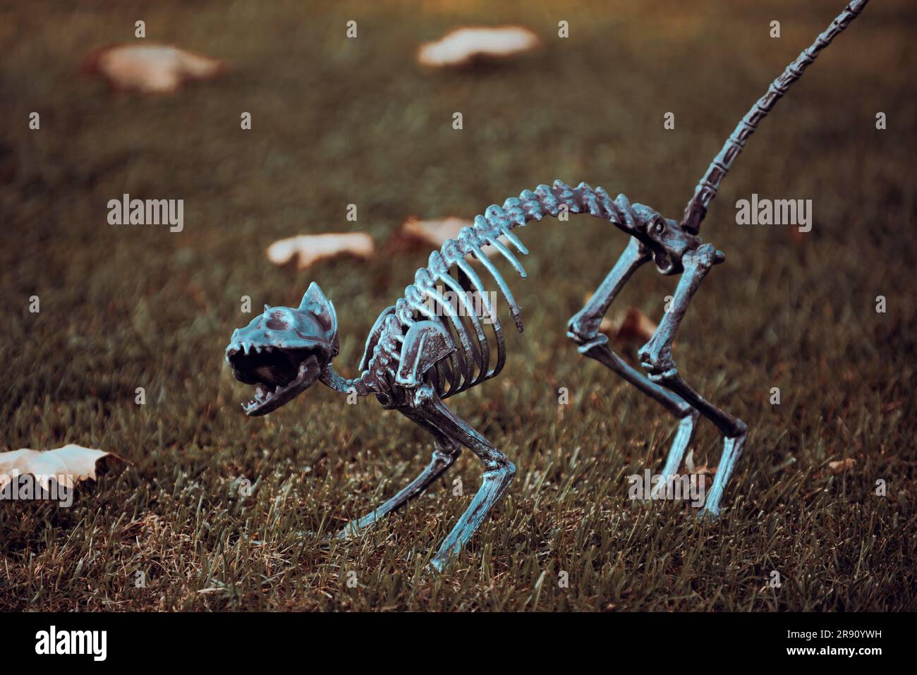 Concept of halloween. Halloween skeleton of scary cat Stock Photo - Alamy