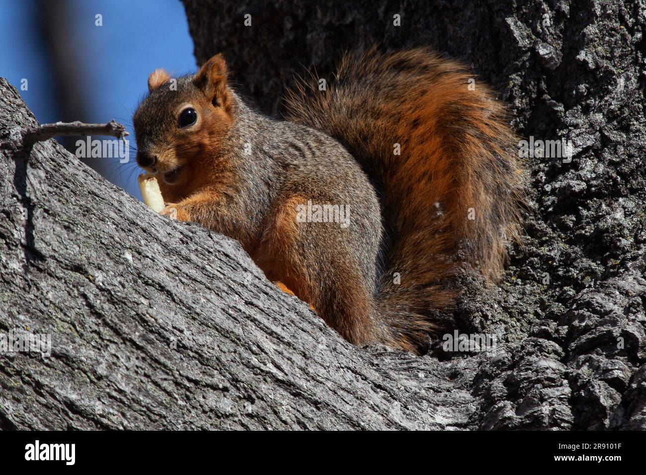 Squirrel eating french fry hi-res stock photography and images - Alamy