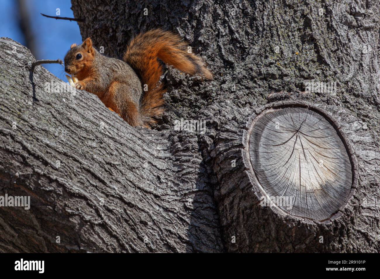 Squirrel eating a french fry Stock Photo - Alamy