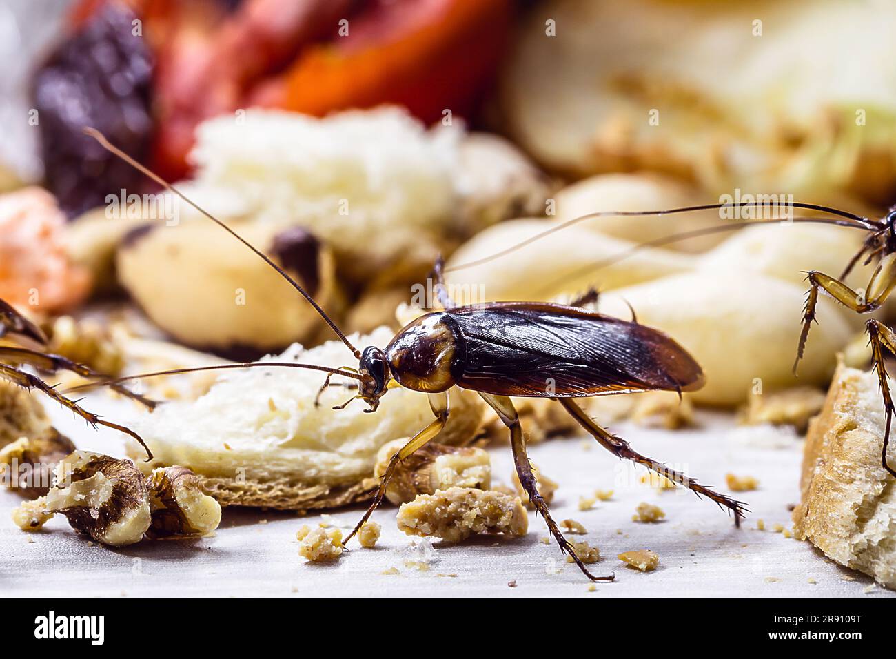Human cockroach hi-res stock photography and images - Alamy