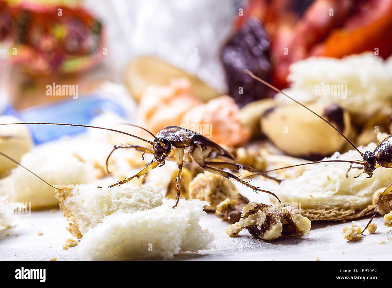 many cockroaches on human waste, food scraps and plastic contaminating ...