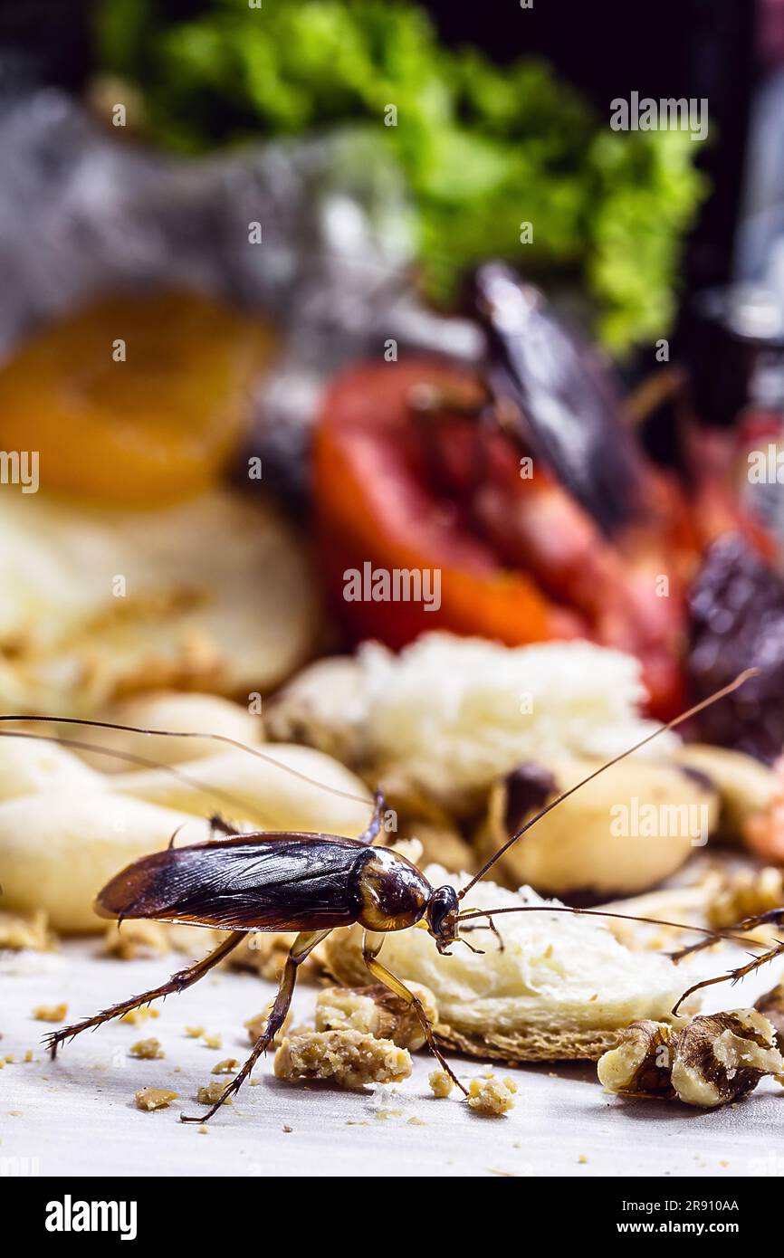 many cockroaches on human waste, food scraps and plastic contaminating ...