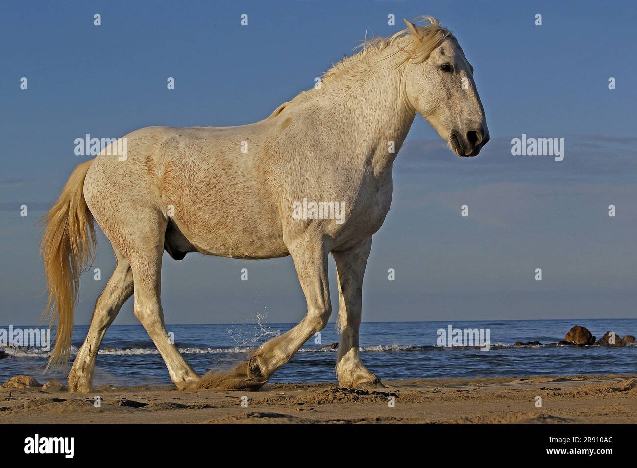 Camargue Horse on the Beach, Saintes Marie de la Mer in Camargue, in ...