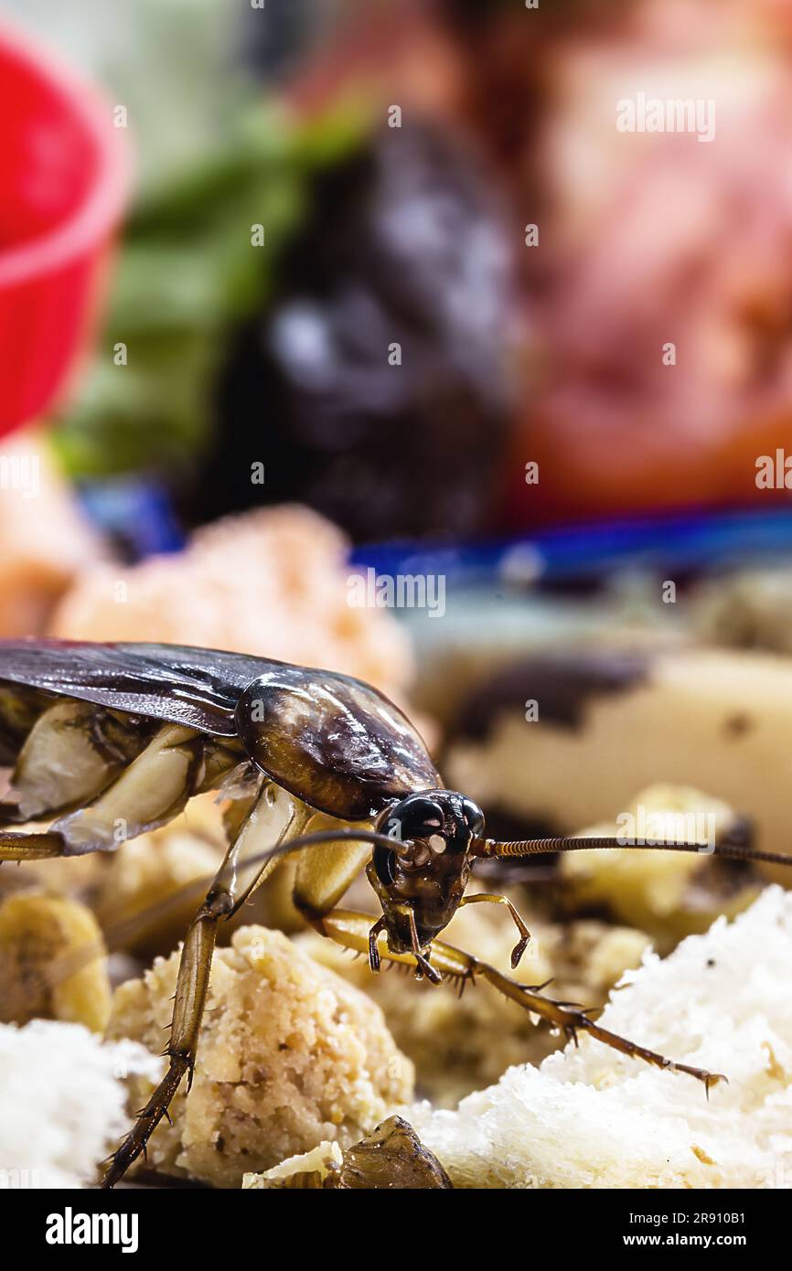 cockroaches walking over garbage piles, lack of hygiene and infestation ...