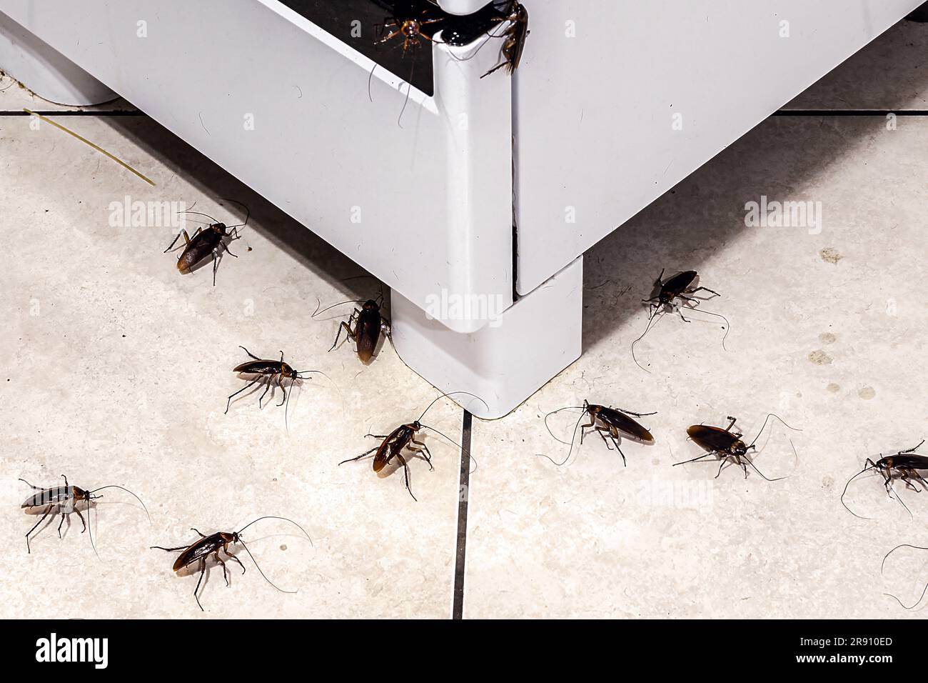 Cockroach Infestation