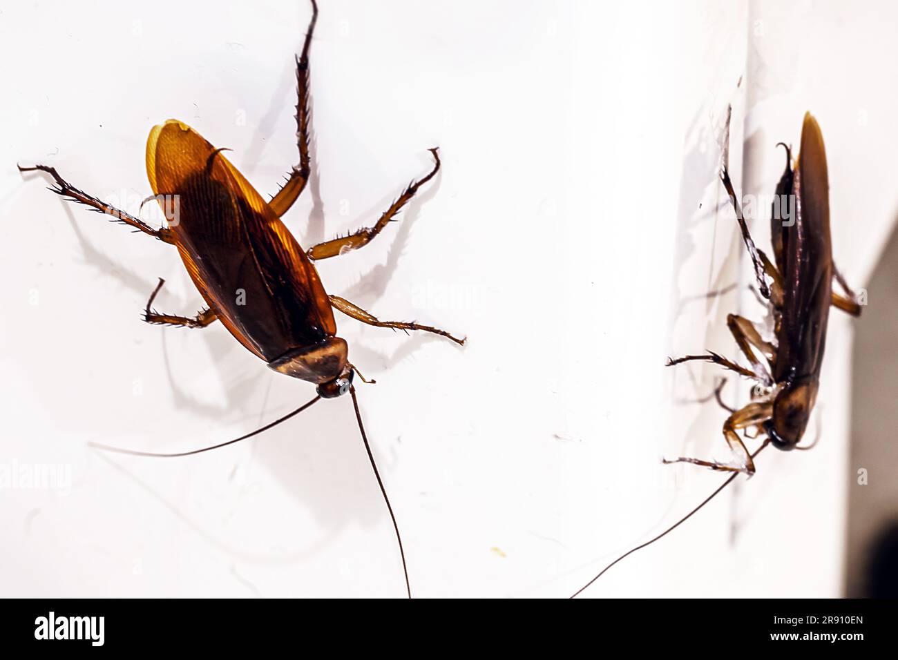 Cockroaches kitchen floor hi-res stock photography and images - Alamy
