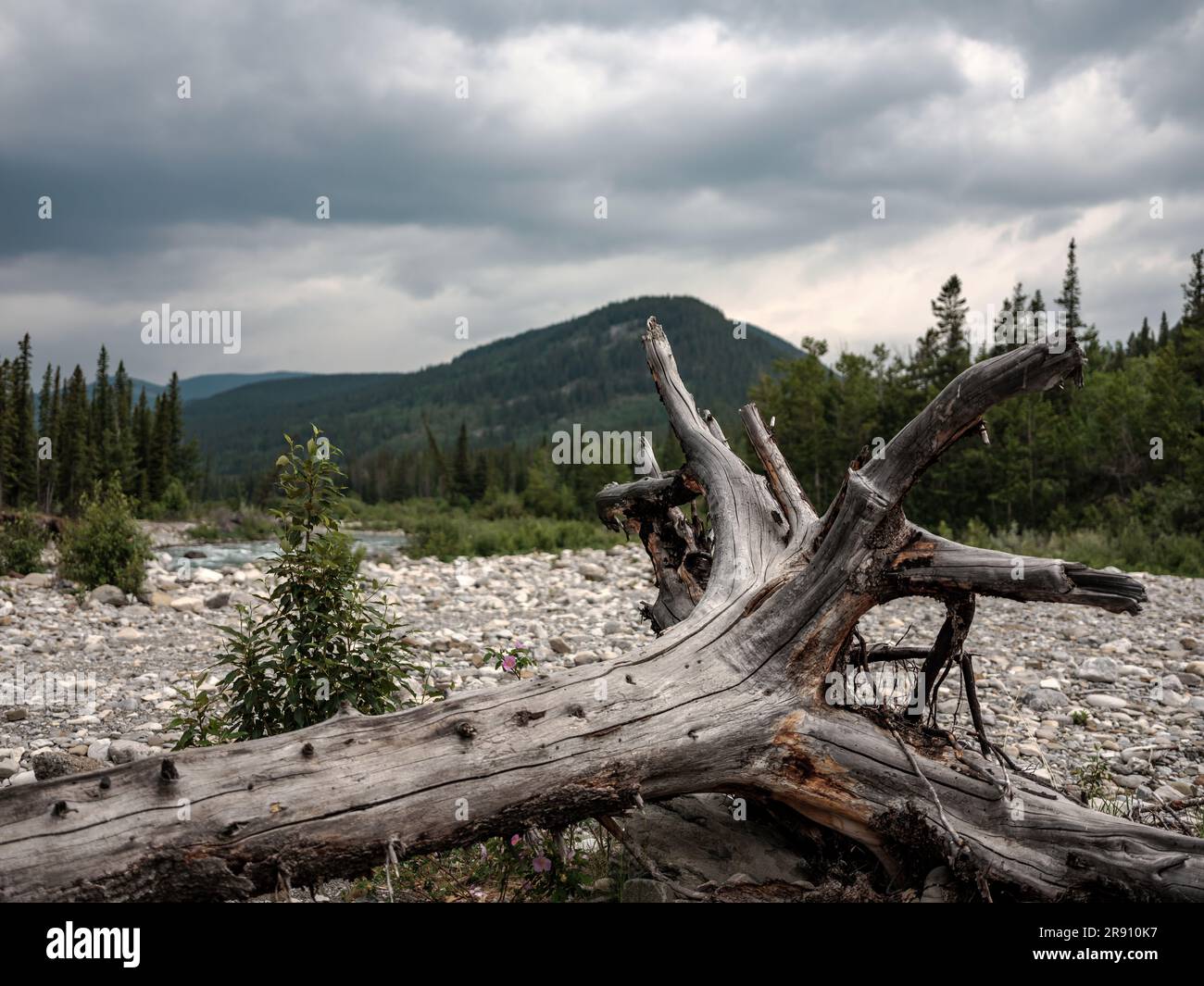The natural beauty of Bragg Creek Provincial Park in Alberta, Canada ...