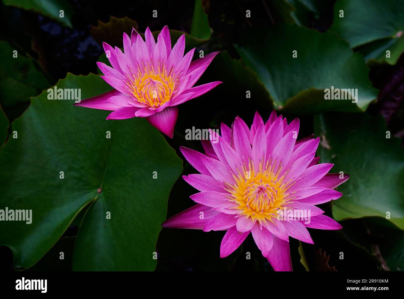 Pink lotus flower blooming in hi-res stock photography and images - Alamy