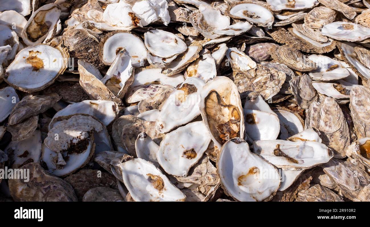 Whitstable North Kent , England UK - Discarded used oyster shells on ...