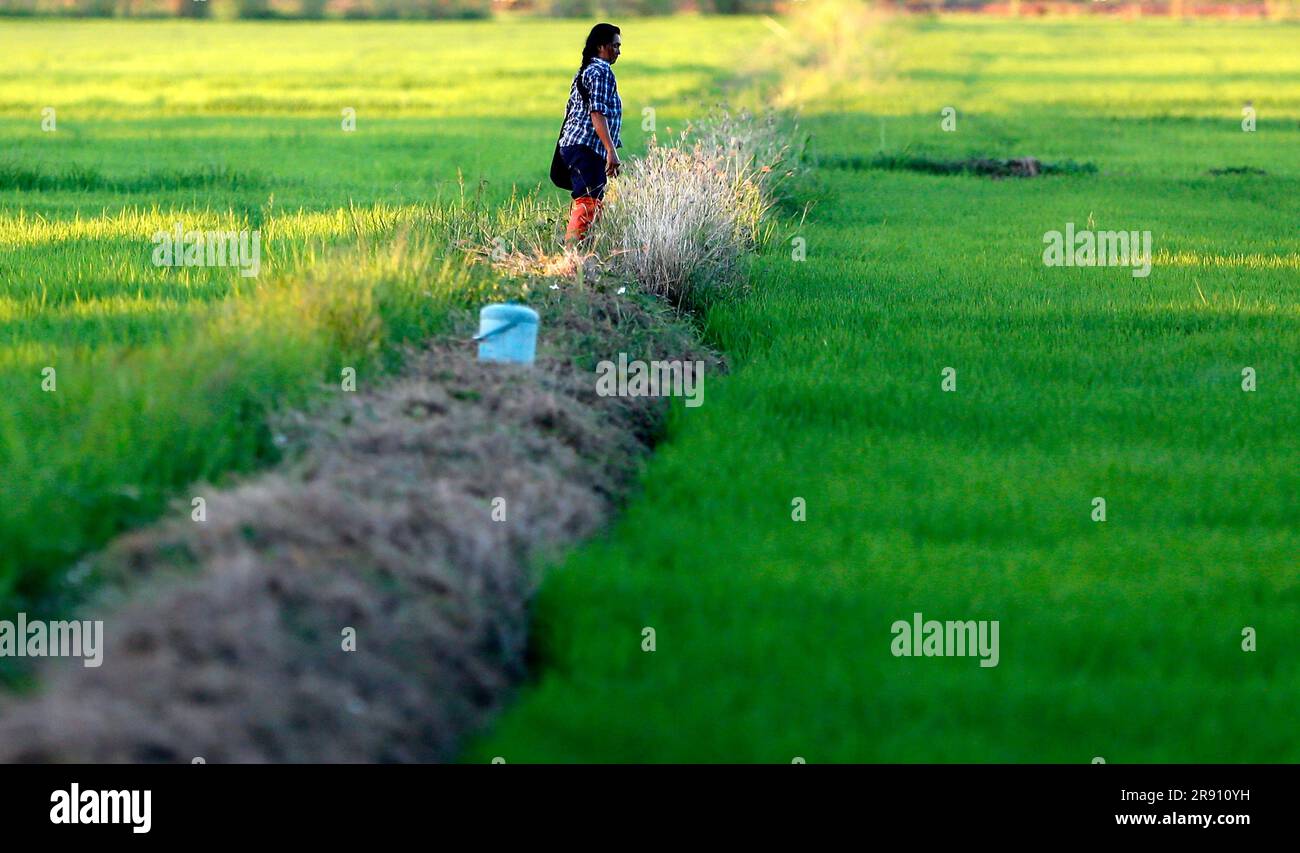 A female farmer works on her rice filed in Nakhon Sawan province ...