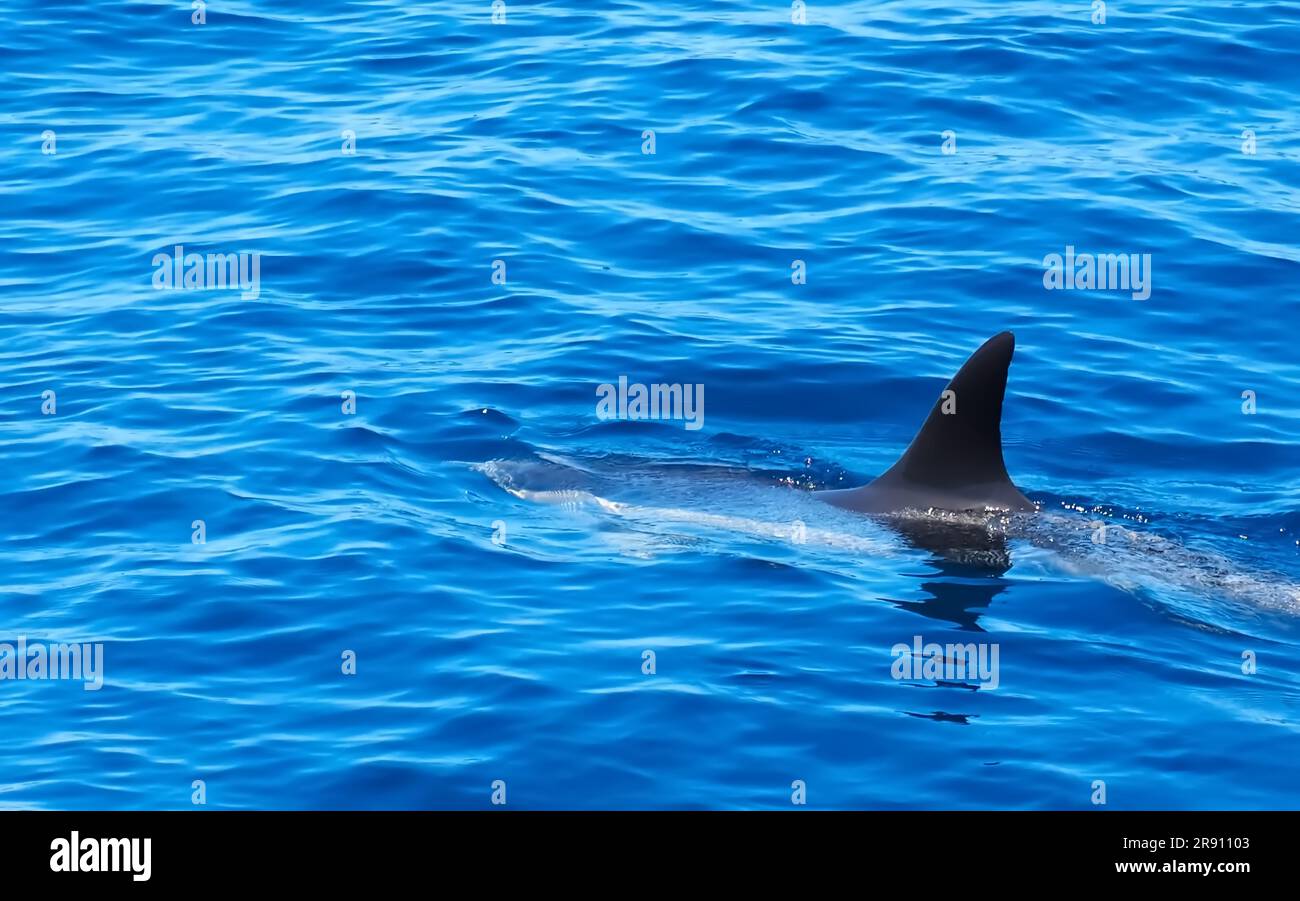 Common dolphin swimming in deep blue ocean Stock Photo - Alamy