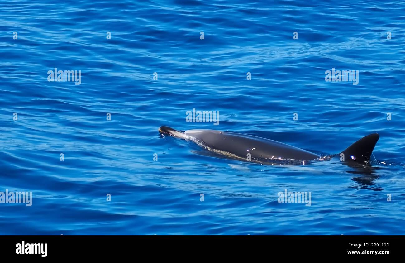 Common dolphin swimming in deep blue ocean Stock Photo - Alamy