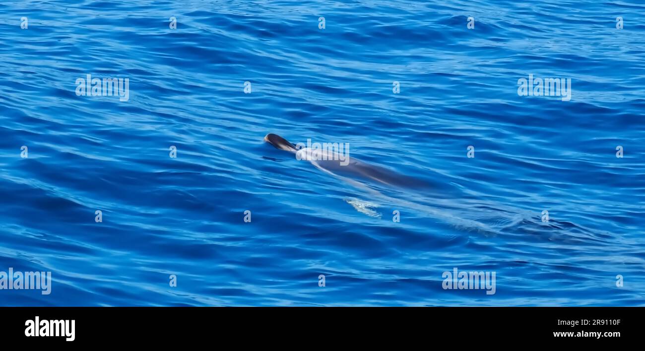 Common dolphin swimming in deep blue ocean Stock Photo - Alamy