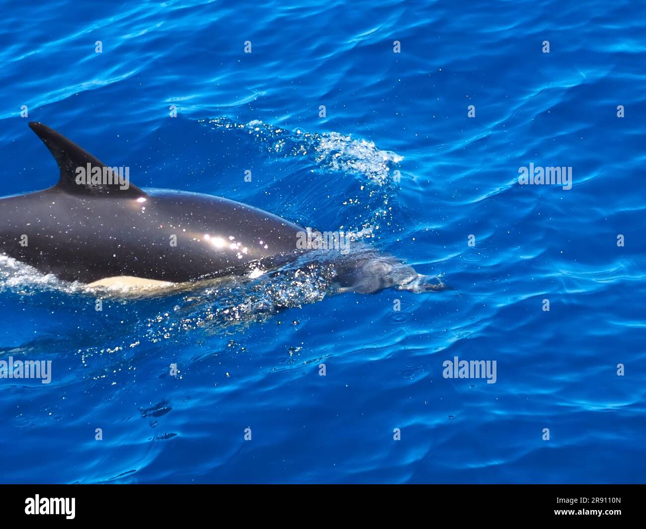 Common dolphin swimming in deep blue ocean Stock Photo - Alamy