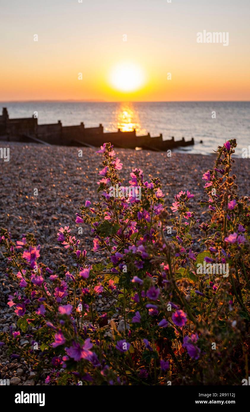 Whitstable North Kent , England UK - Sunset and flowers over the Thames ...