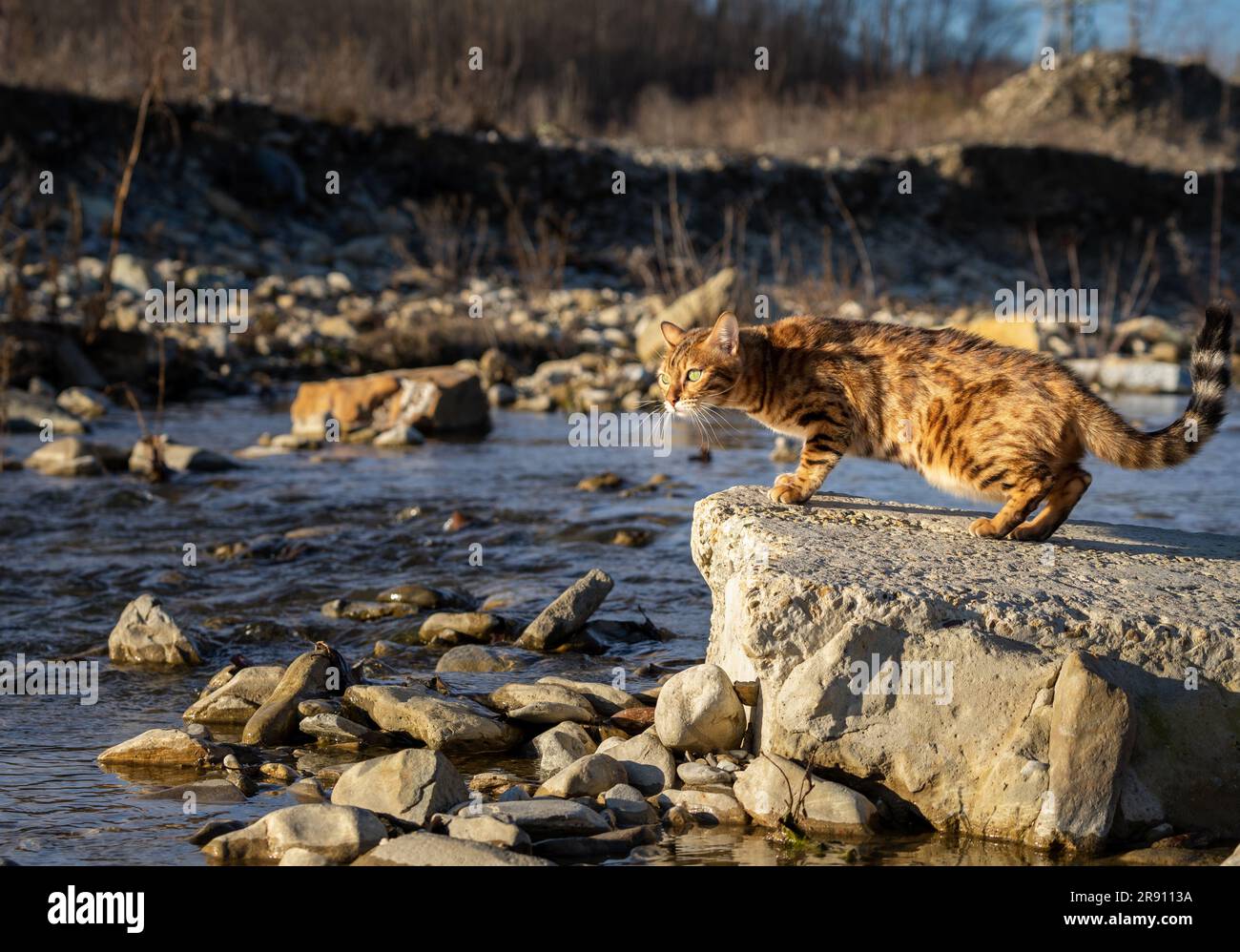 The cat stands on a stone on the bank of a mountain river Stock Photo ...