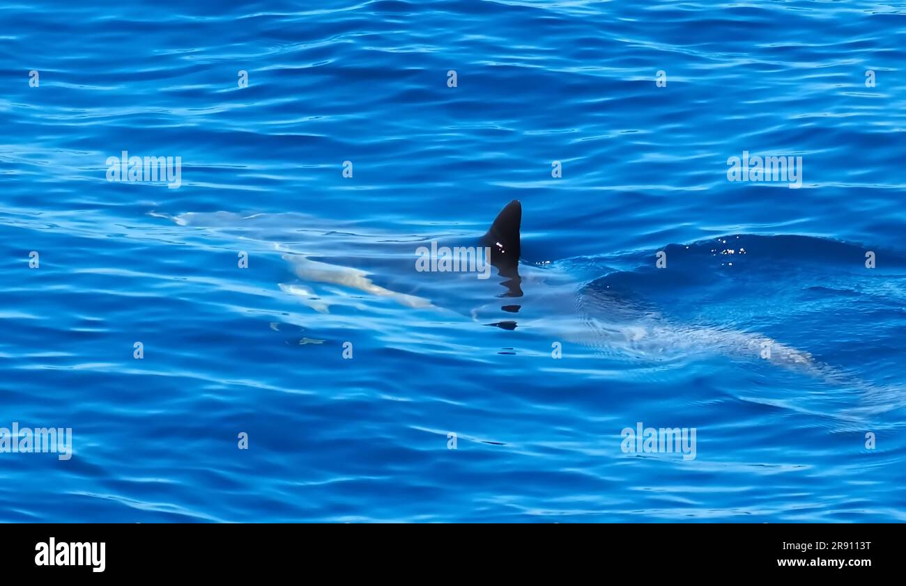 Common dolphin swimming in deep blue ocean Stock Photo - Alamy