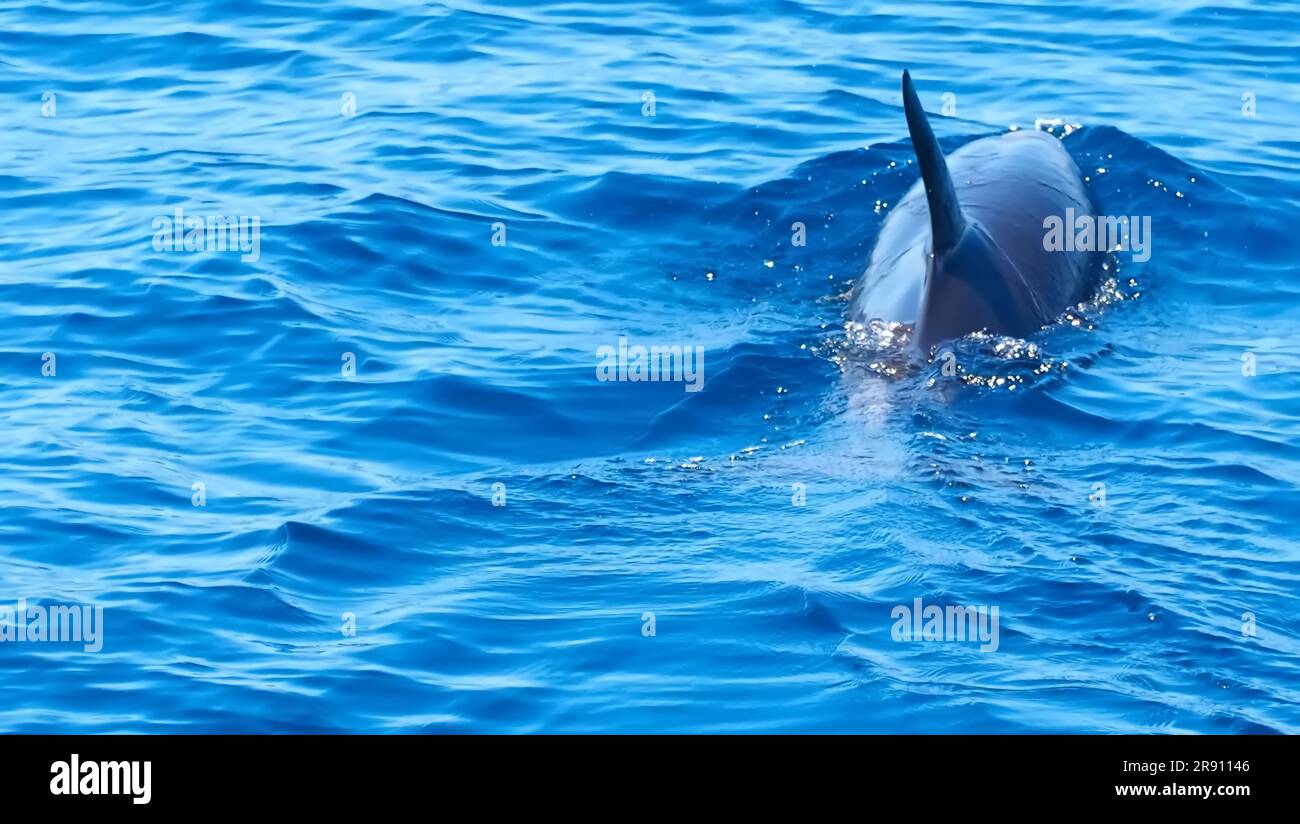 Common dolphin swimming in deep blue ocean Stock Photo - Alamy