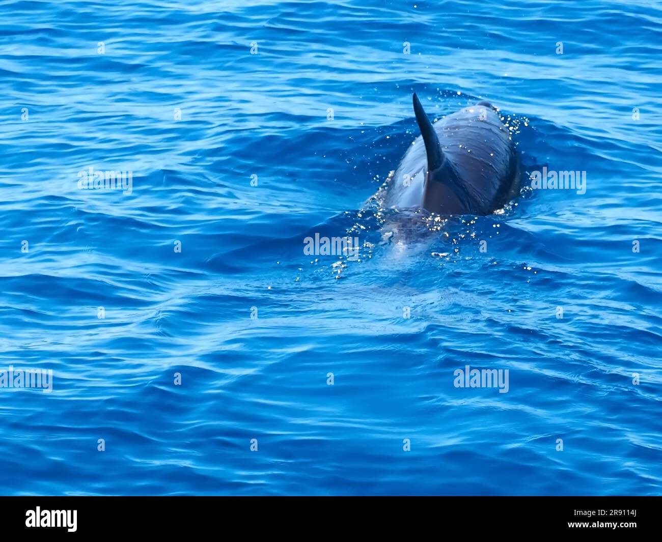 Common dolphin swimming in deep blue ocean Stock Photo - Alamy