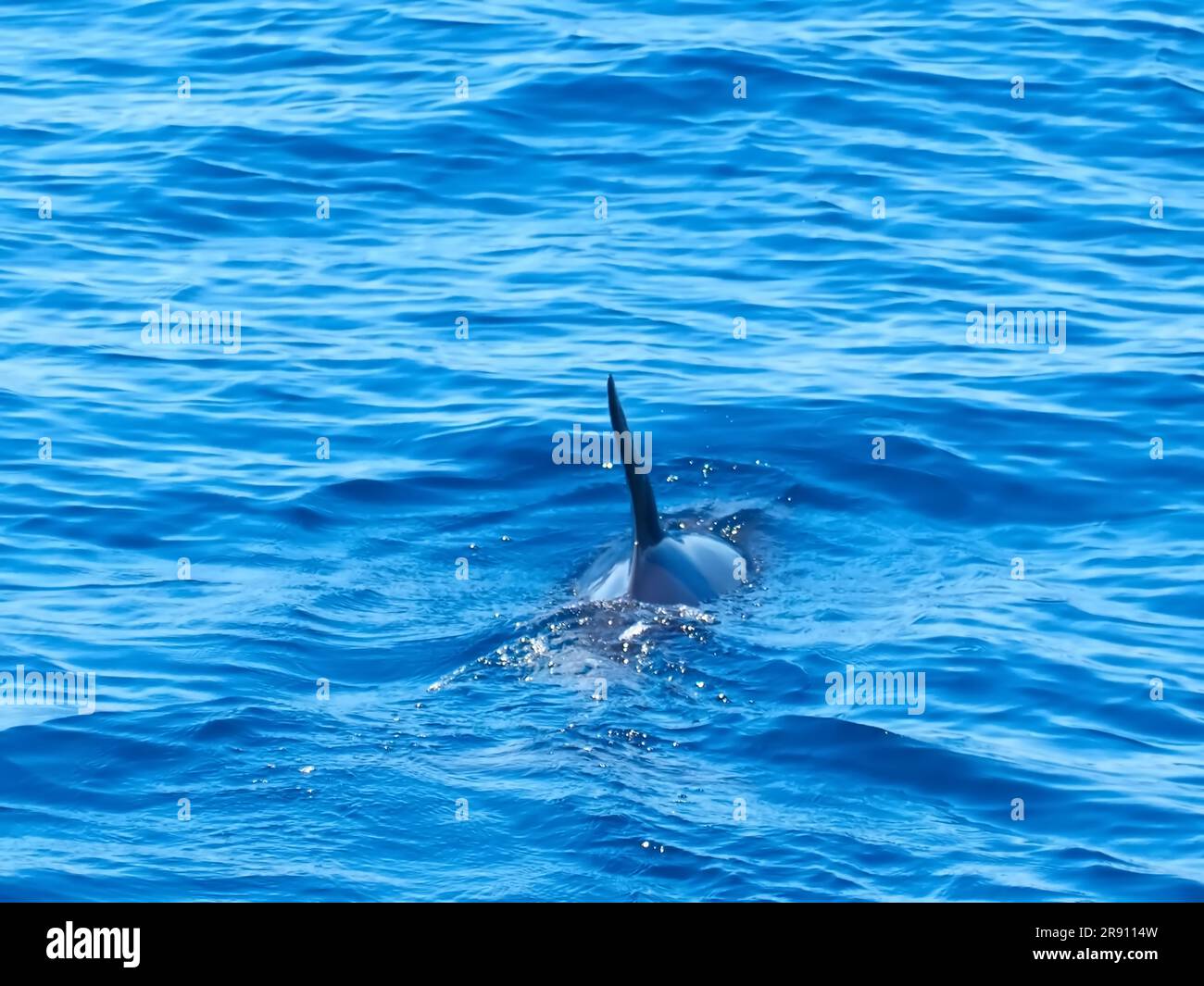 Common dolphin swimming in deep blue ocean Stock Photo - Alamy