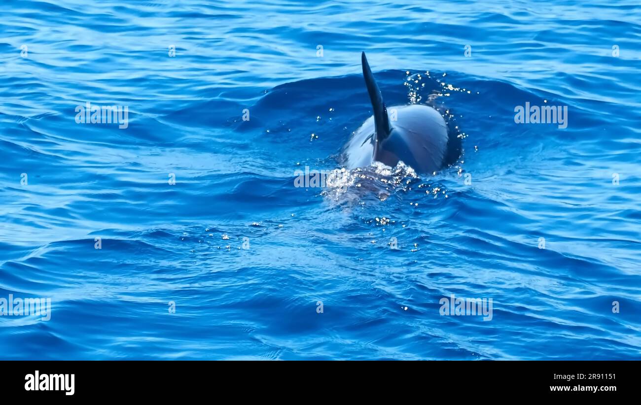 Common dolphin swimming in deep blue ocean Stock Photo - Alamy