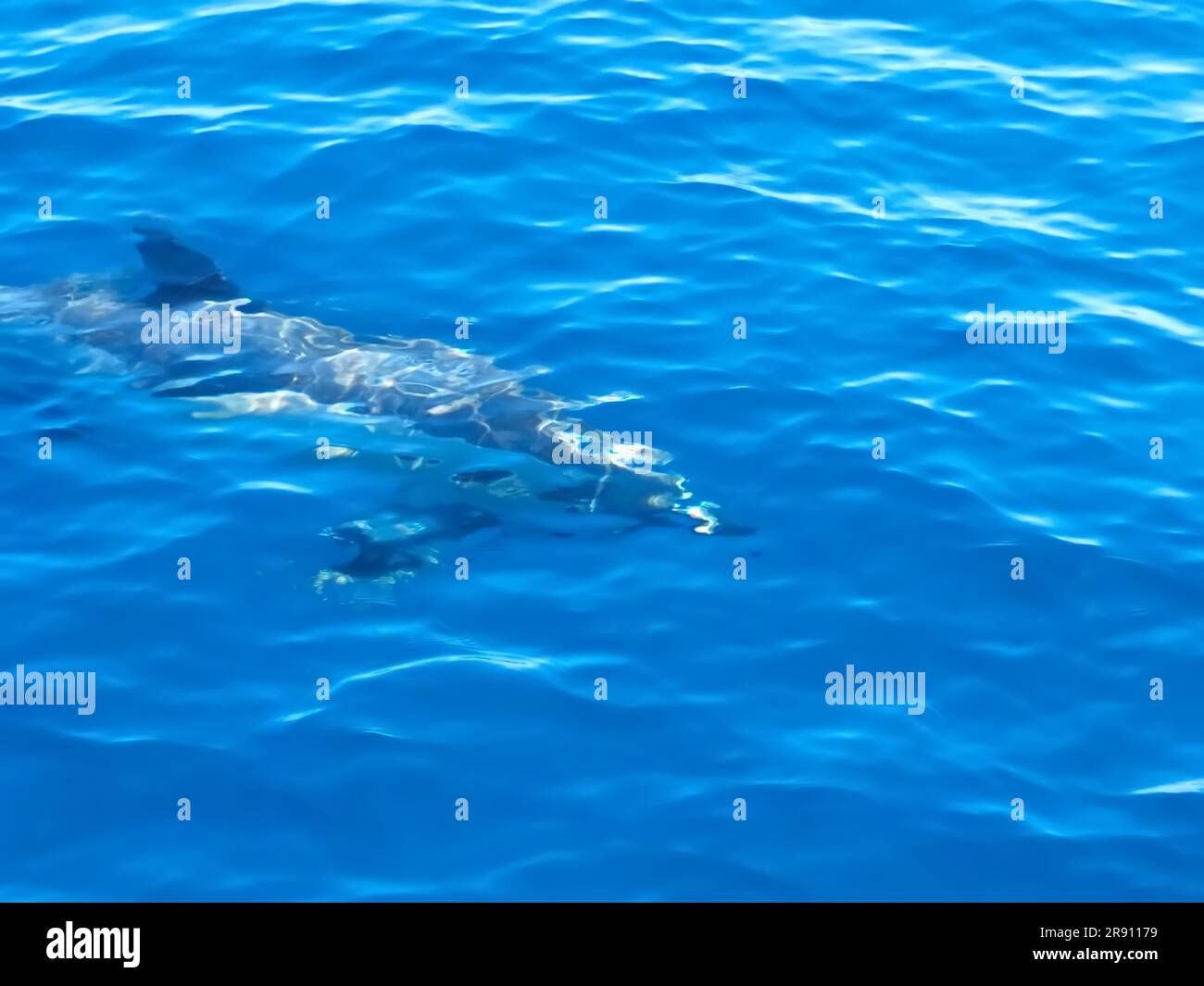 Common dolphin swimming in deep blue ocean Stock Photo - Alamy