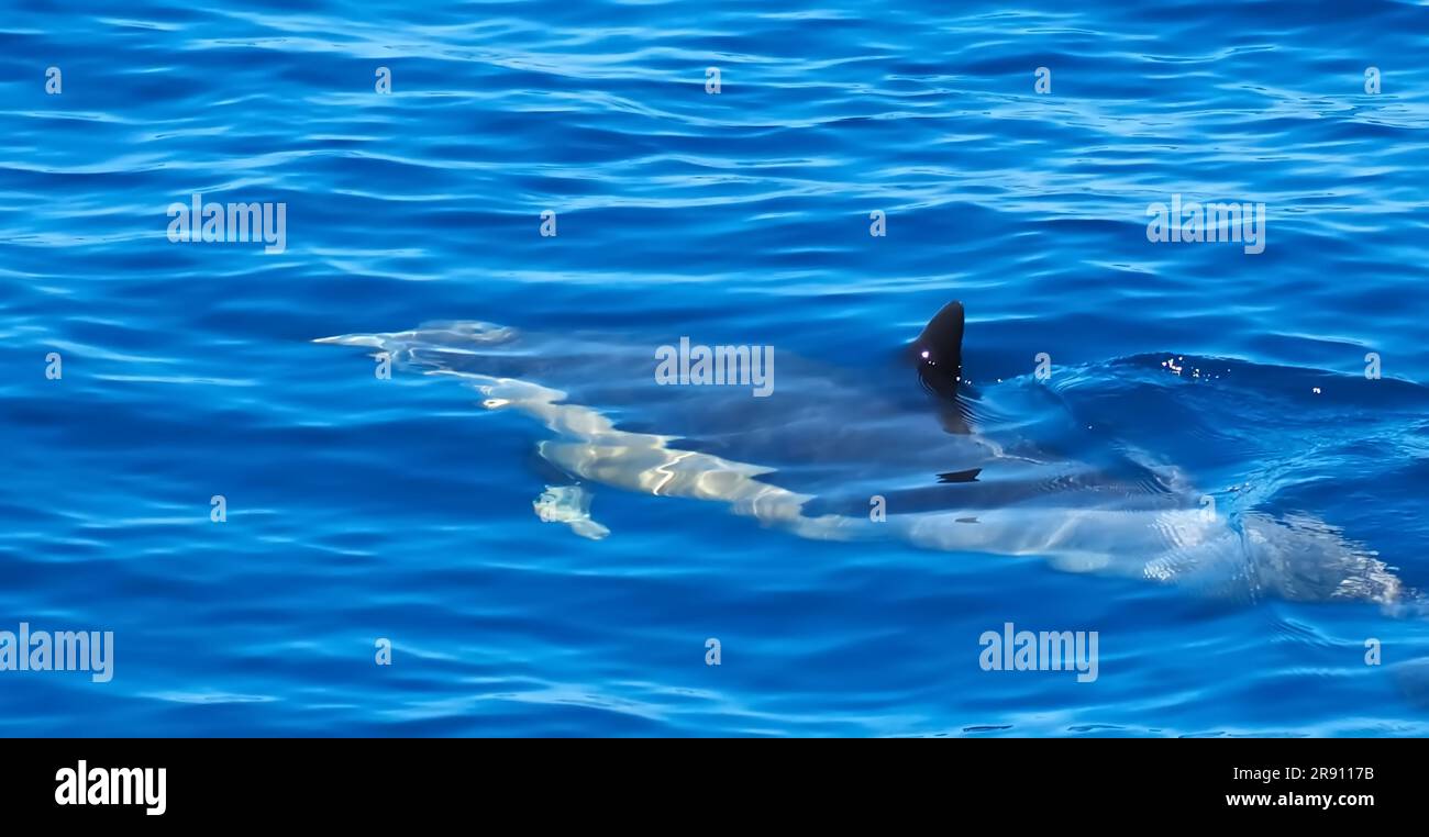 Common dolphin swimming in deep blue ocean Stock Photo - Alamy