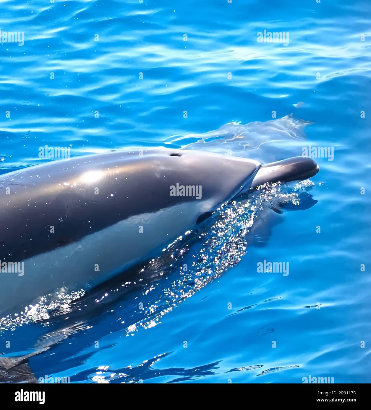 Common dolphin swimming in deep blue ocean Stock Photo - Alamy