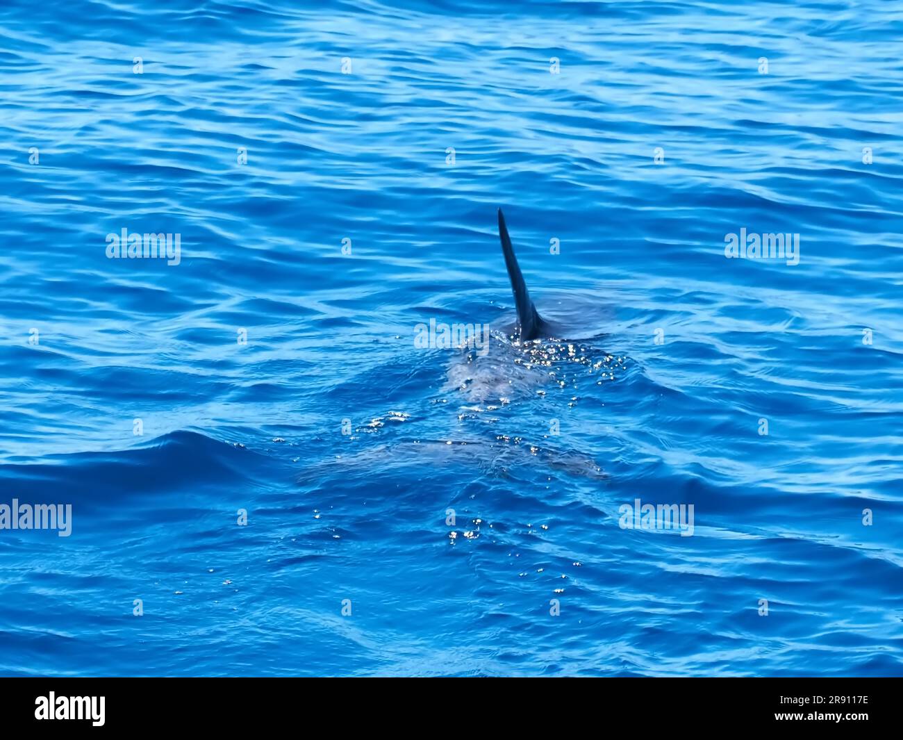 Common dolphin swimming in deep blue ocean Stock Photo - Alamy