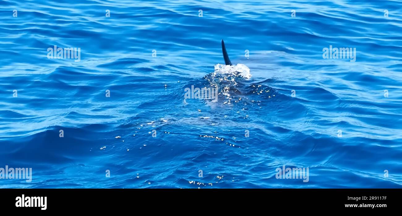 Common dolphin swimming in deep blue ocean Stock Photo - Alamy