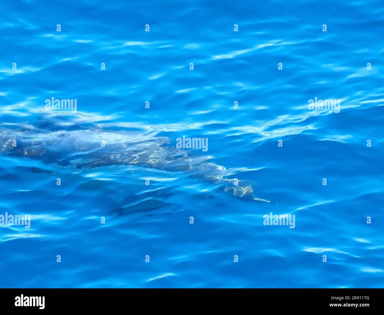 Common dolphin swimming in deep blue ocean Stock Photo - Alamy