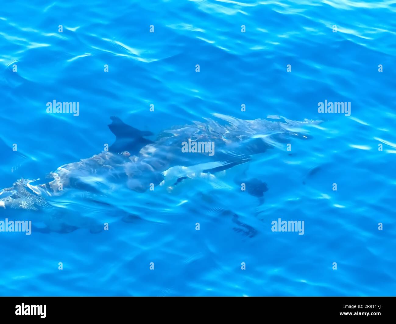 Common dolphin swimming in deep blue ocean Stock Photo - Alamy