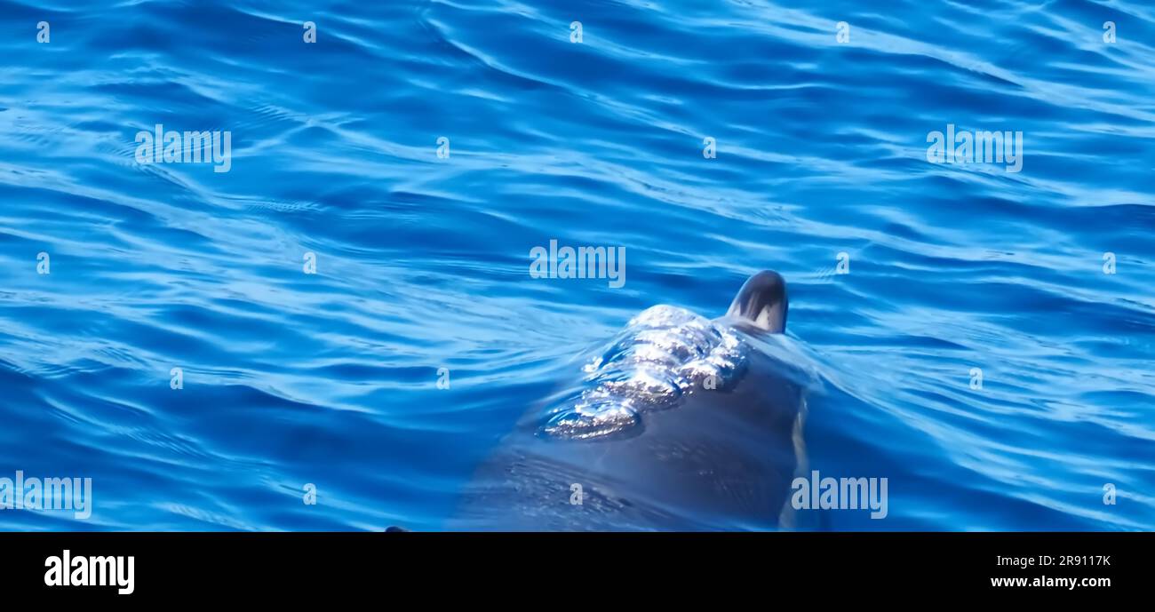 Common dolphin swimming in deep blue ocean Stock Photo - Alamy