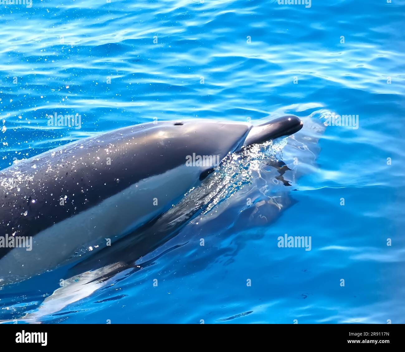 Common dolphin swimming in deep blue ocean Stock Photo - Alamy