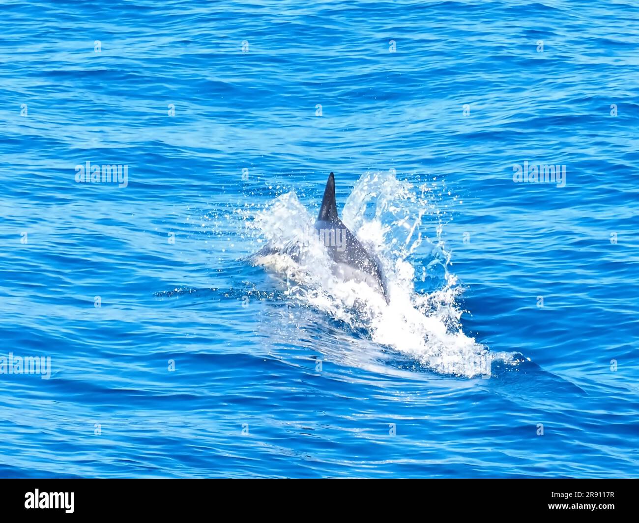 Common dolphin swimming in deep blue ocean Stock Photo - Alamy