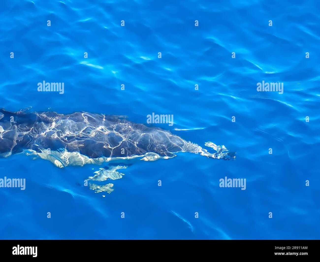 Common dolphin swimming in deep blue ocean Stock Photo - Alamy