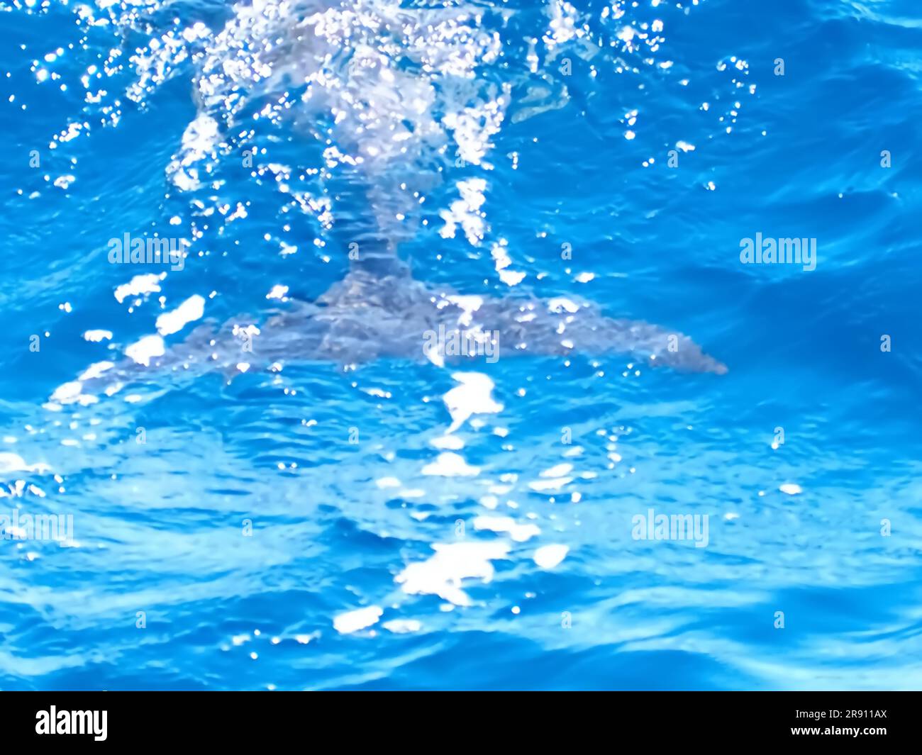 Common dolphin swimming in deep blue ocean Stock Photo - Alamy