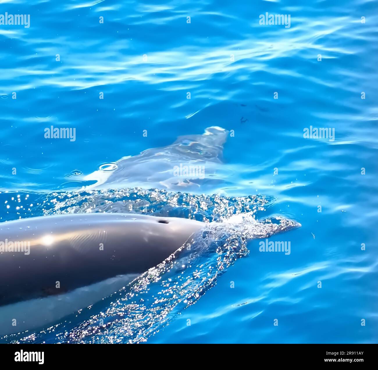 Common dolphin swimming in deep blue ocean Stock Photo - Alamy