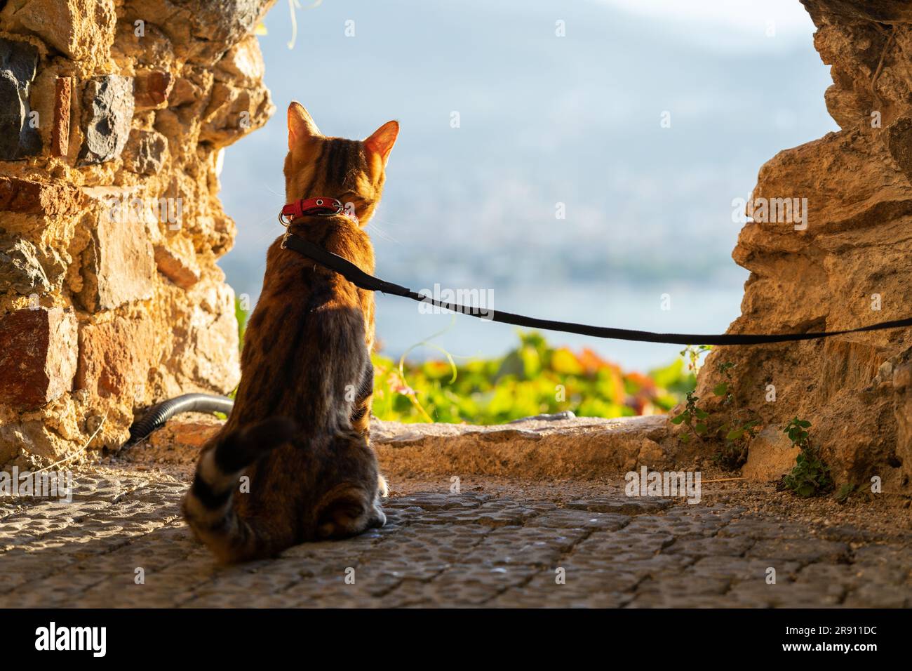 A Bengal cat sits on a leash and looks into the distance through a hole ...