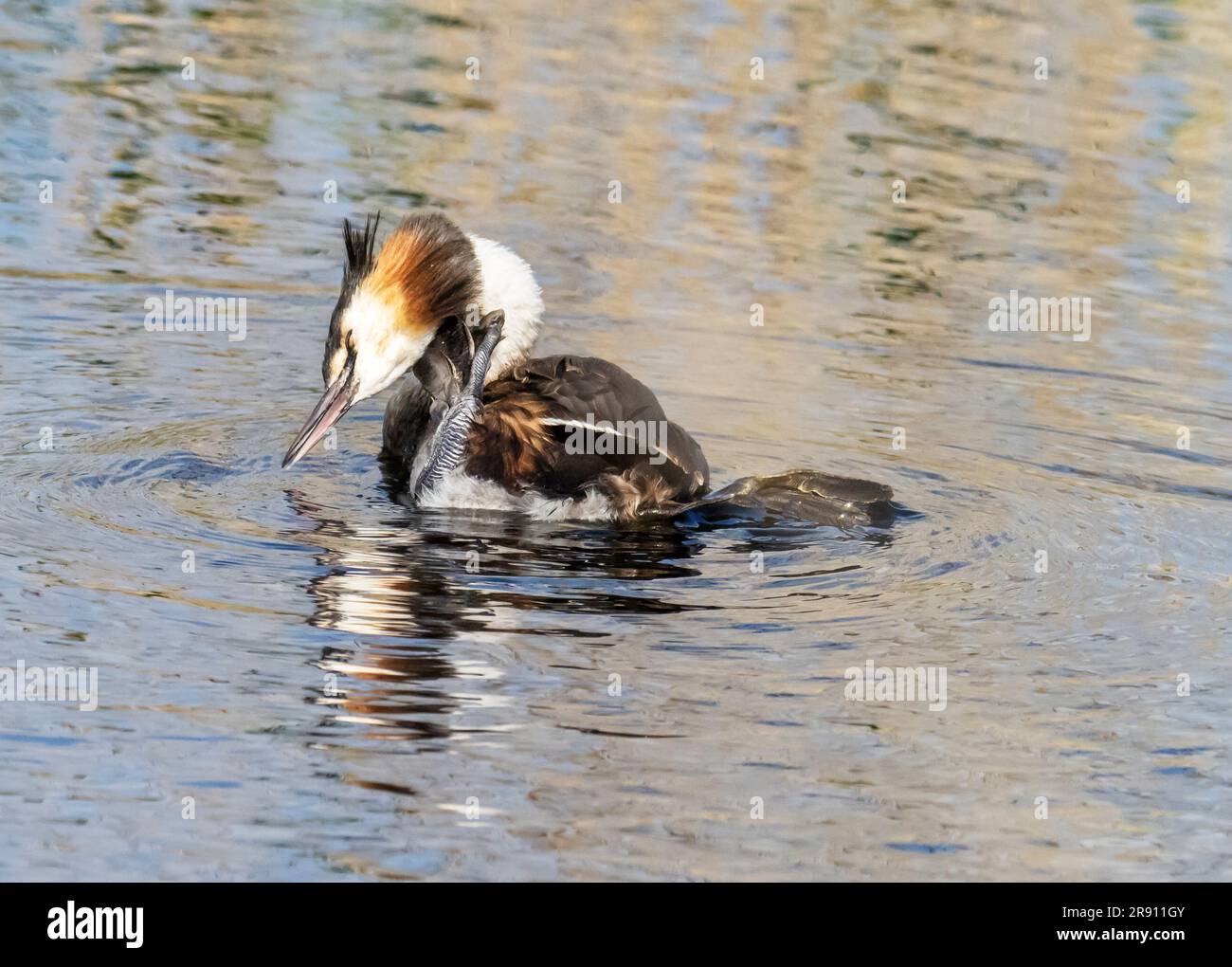 A Great Crested Grebe, Podiceps cristatus, at St Aidens nature reserve ...