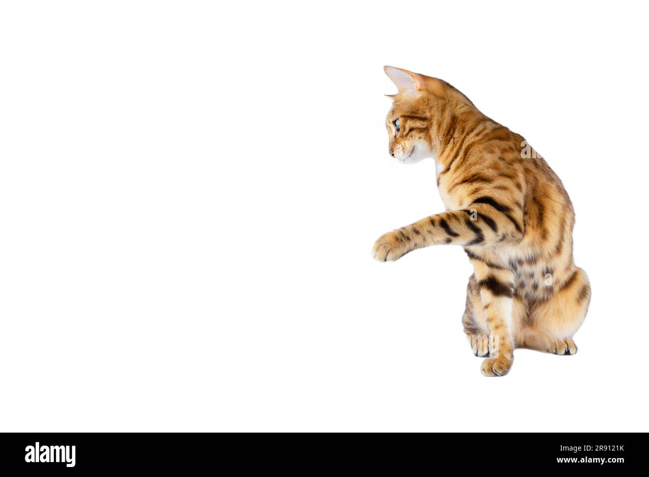 A domestic cat on a white background pulls its paw to an empty place ...