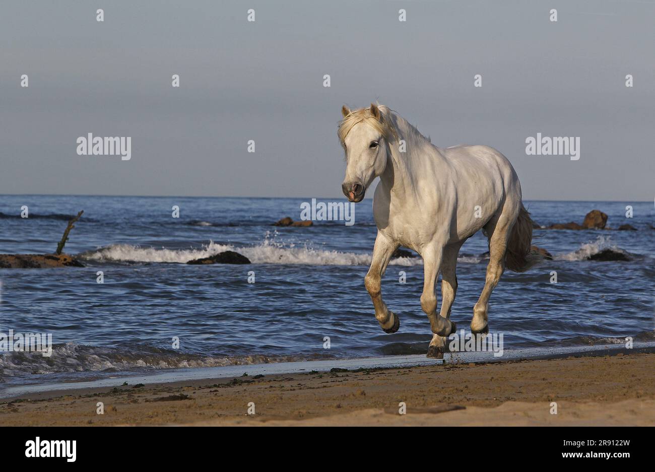 Camargue Horse, Galloping on the Beach, Saintes Marie de la Mer in ...