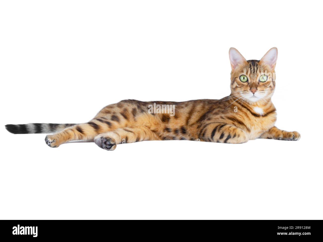 Bengal cat lies on a white background with its front paw bent under ...
