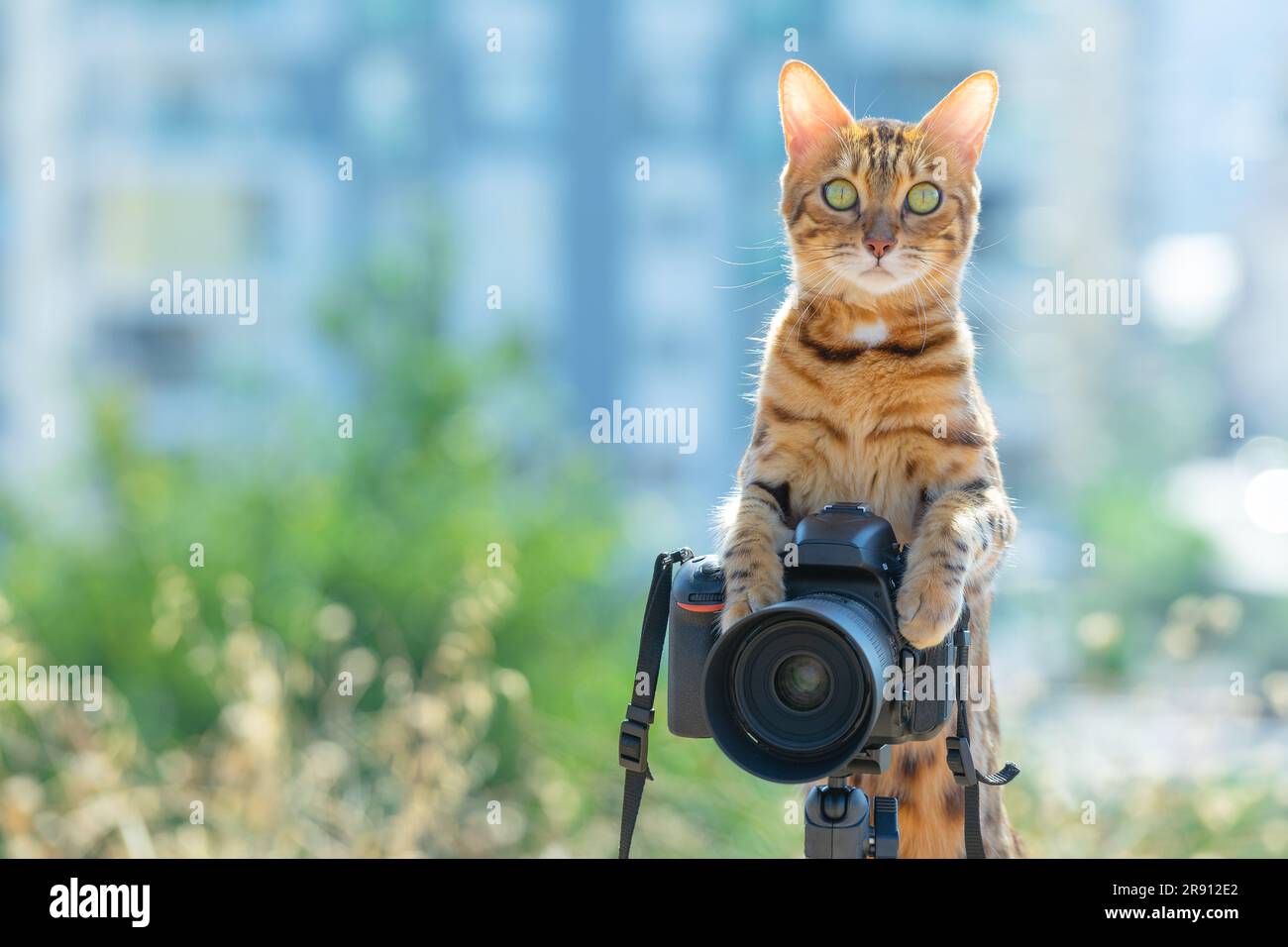 Cat photographer takes a picture on a camera with a tripod outdoors ...