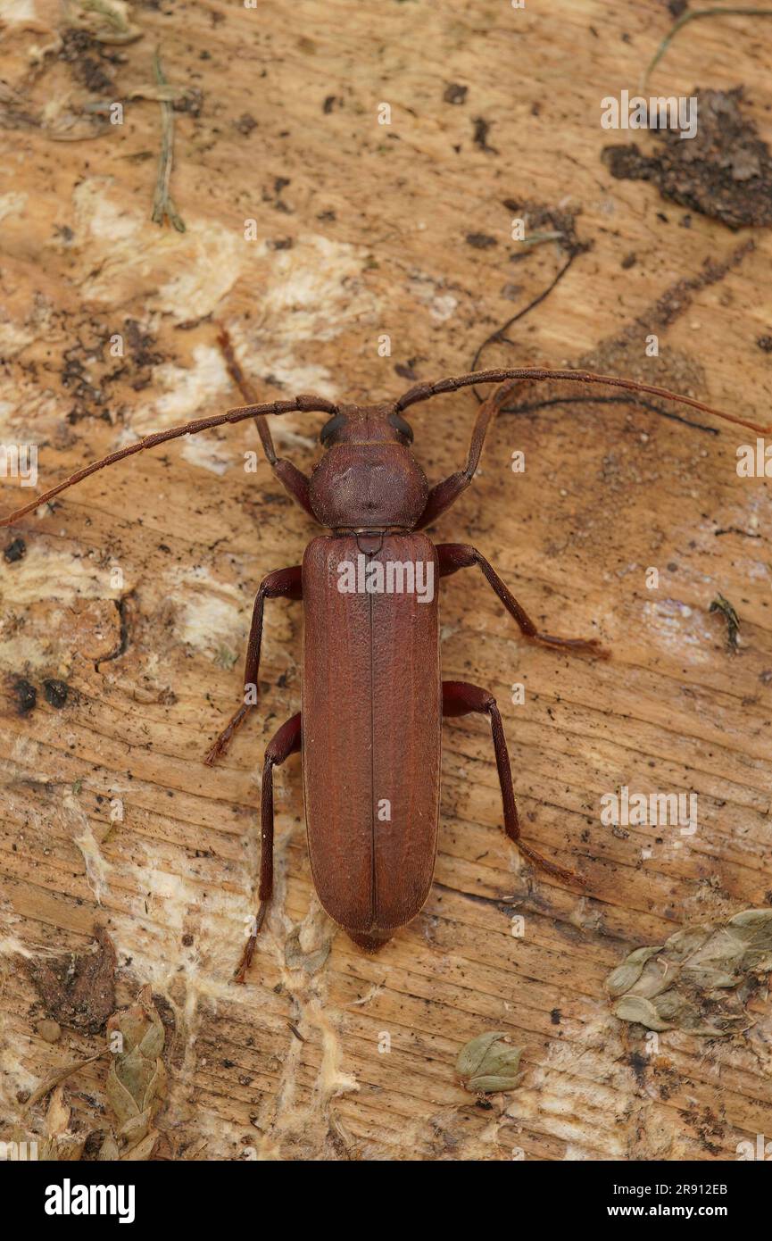 Detailed closeup on a large longhorn beetle fomr Southern France , the ...