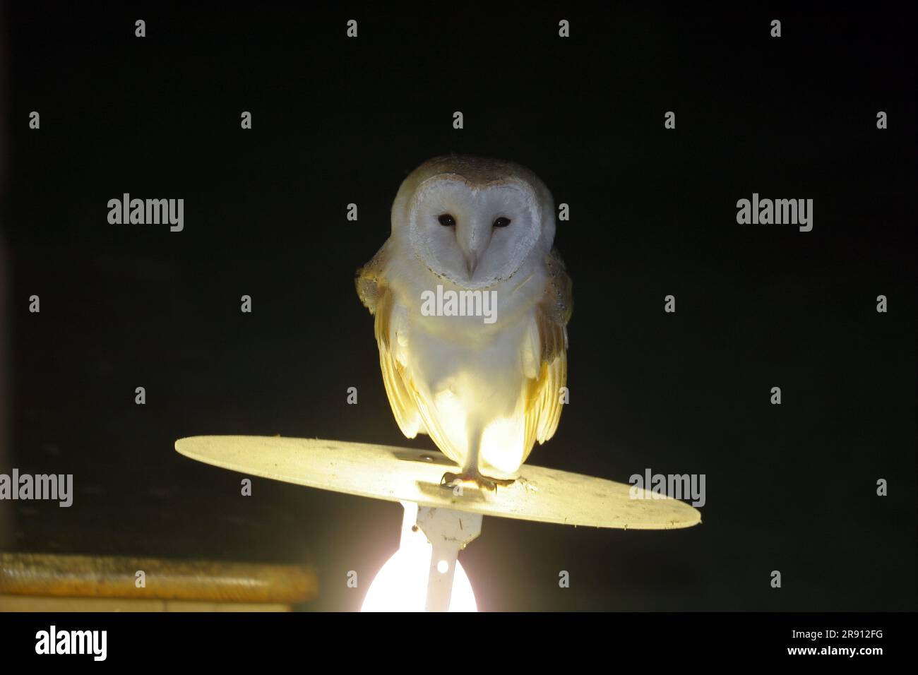Barn Owl (Tyto alba) adult perched on mercury vapour moth light at ...
